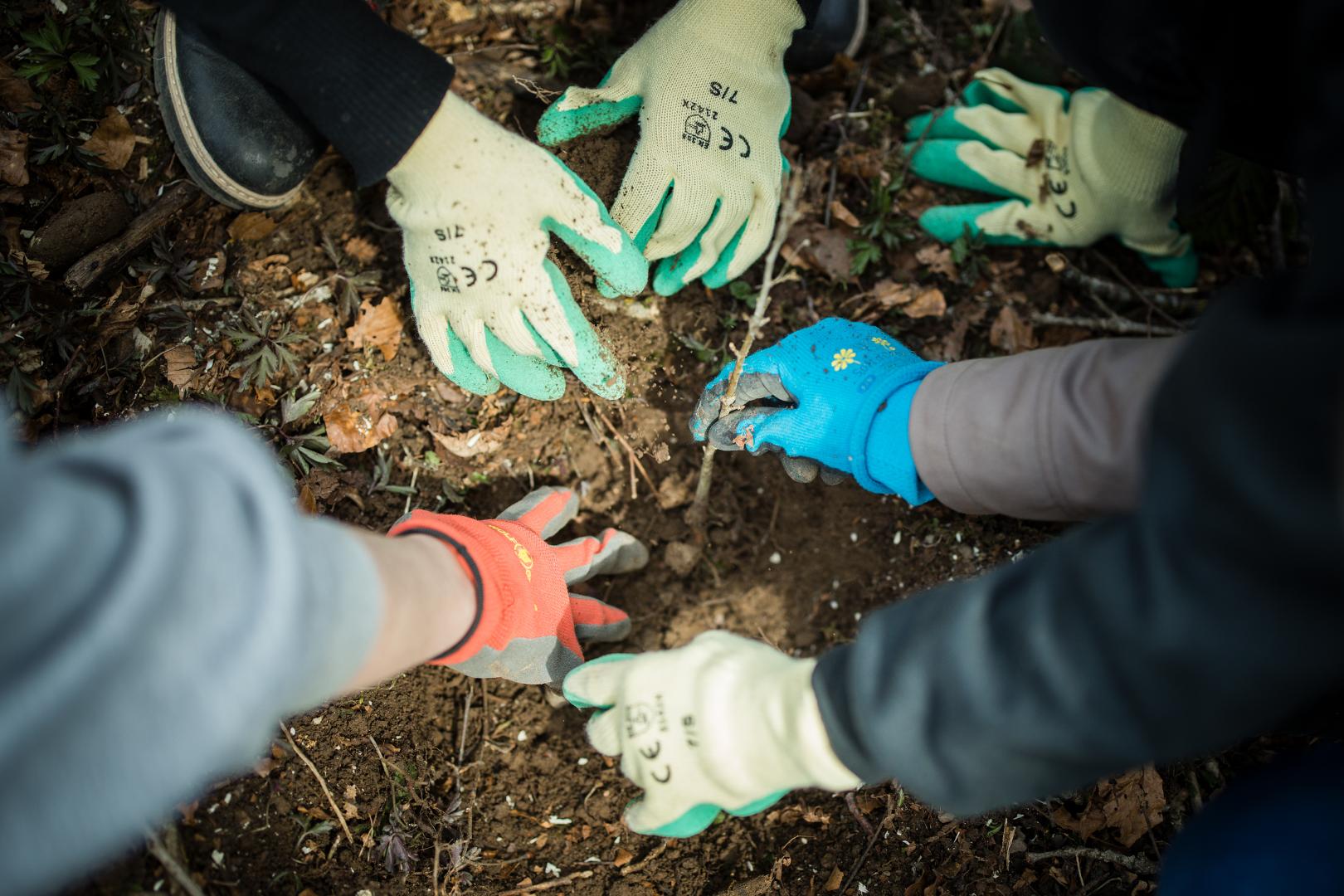 there-for-trees – there-for-you.com