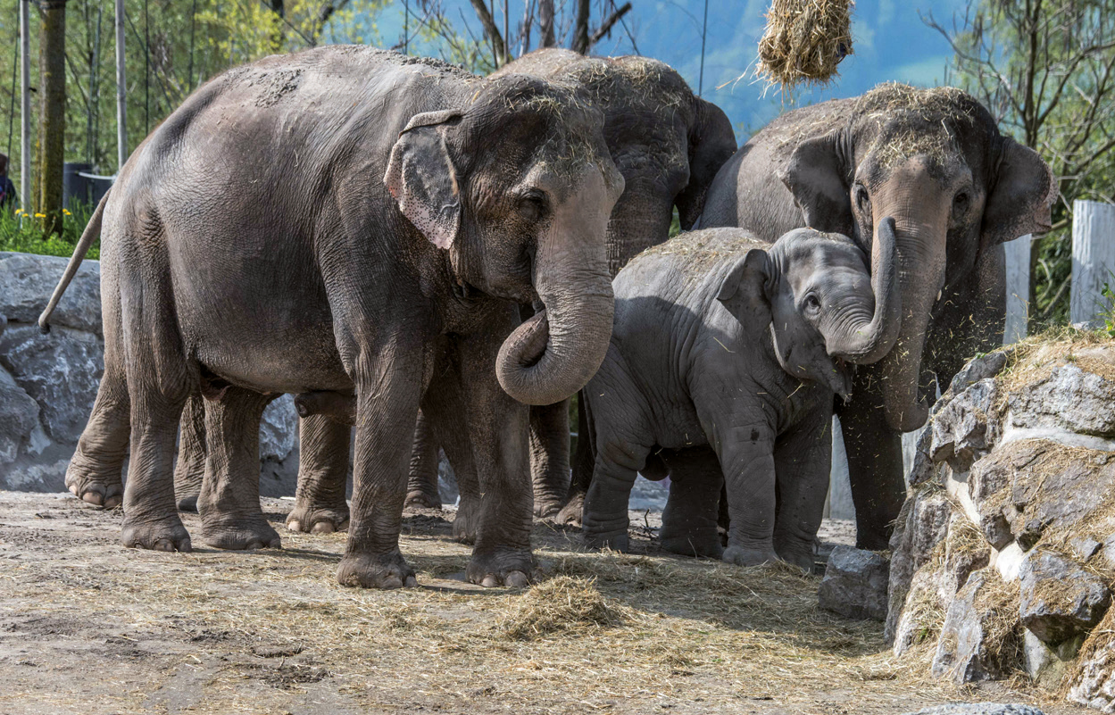 Knies Kinderzoo – Elefanten hautnah erleben – there for you